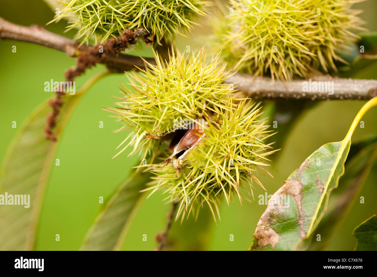 Castanea vesca hi-res stock photography and images - Alamy