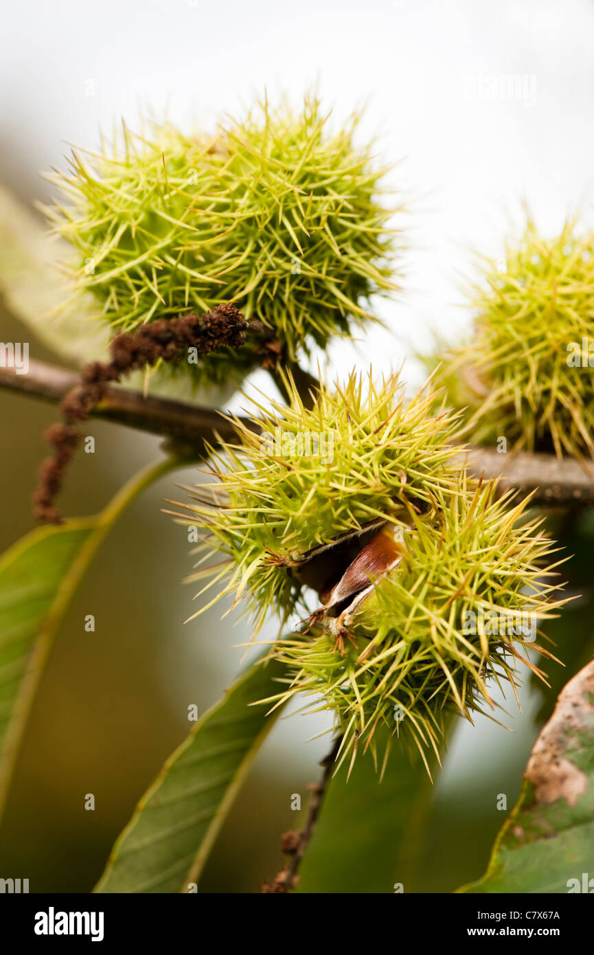 English sweet chestnut hi-res stock photography and images - Alamy
