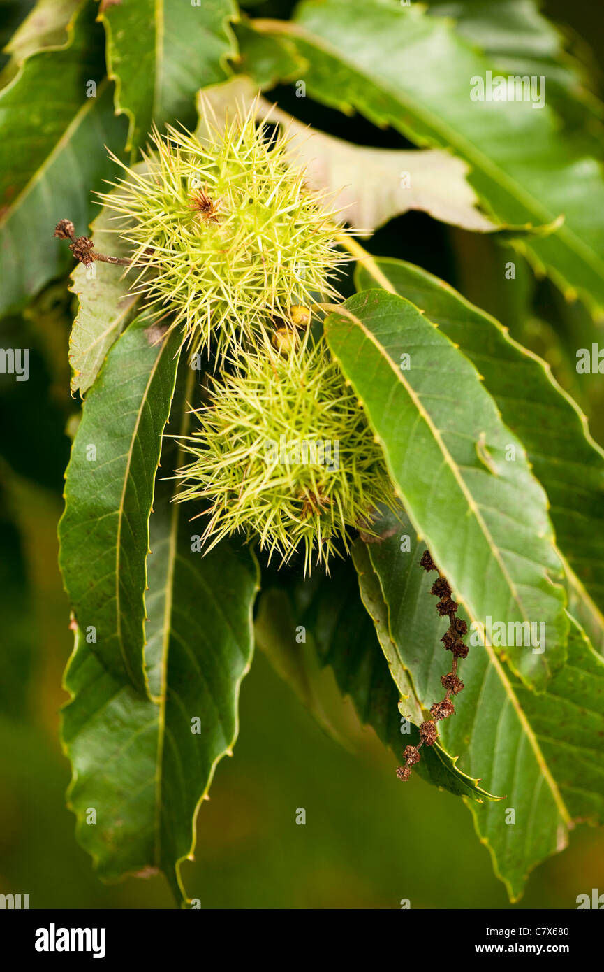 Castanea vesca hi-res stock photography and images - Alamy