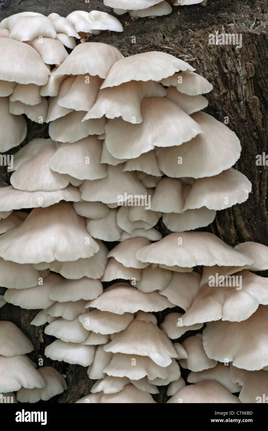 Grey oyster mushroom hi-res stock photography and images - Alamy