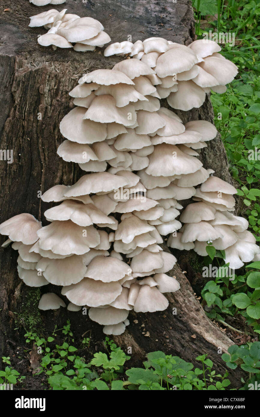 Grey oyster mushroom hi-res stock photography and images - Alamy
