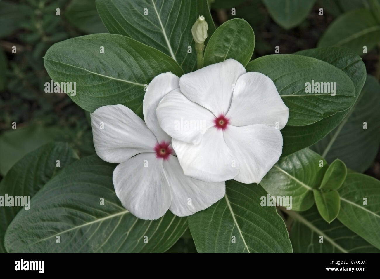 Pink periwinkle (Catharanthus roseus Stock Photo - Alamy