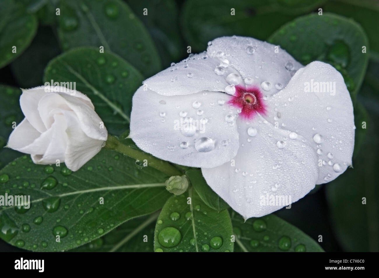 Vinca rosea catharanthus roseus hi-res stock photography and images - Alamy
