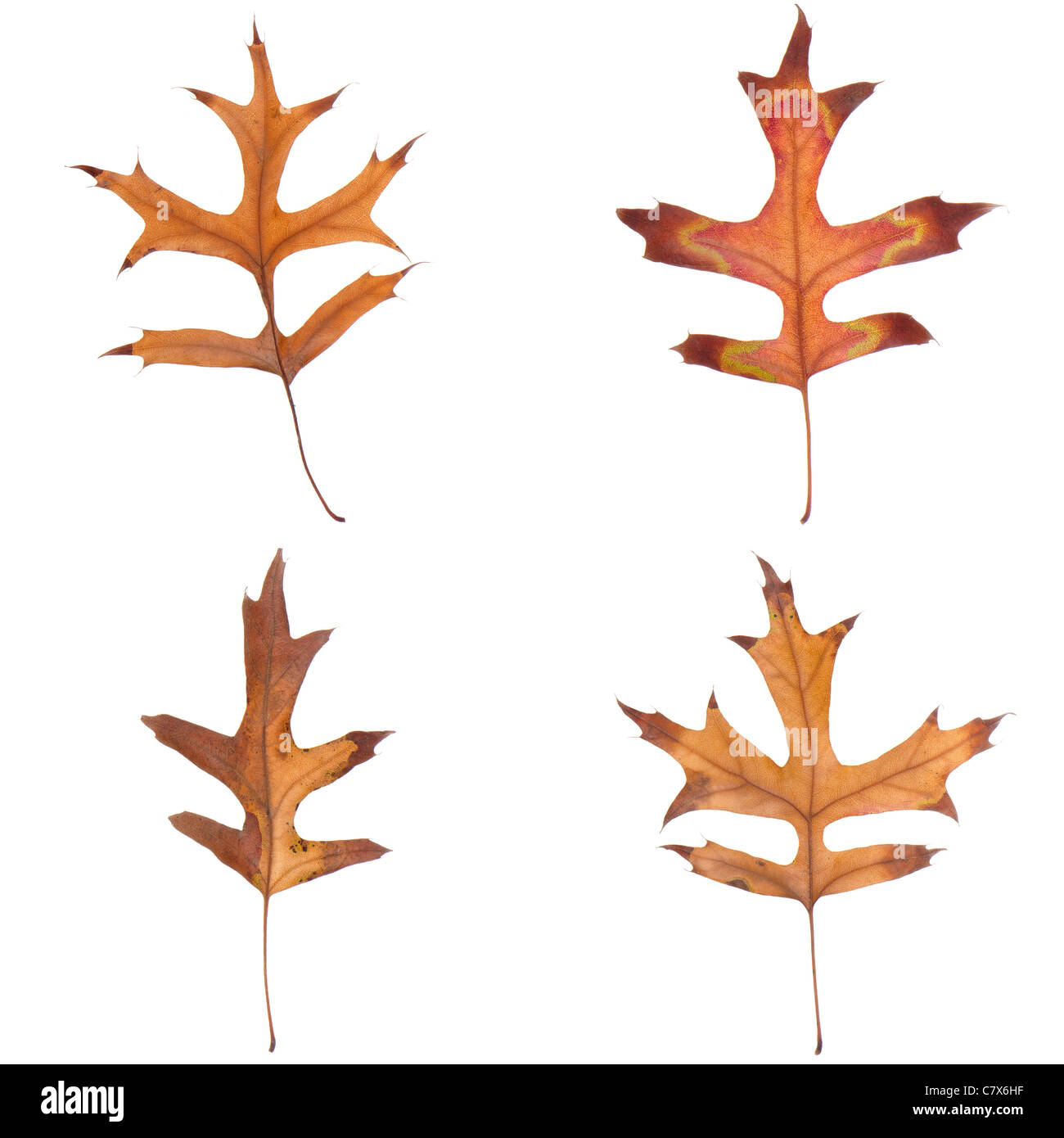Four fall leaves isolated on white background Stock Photo - Alamy