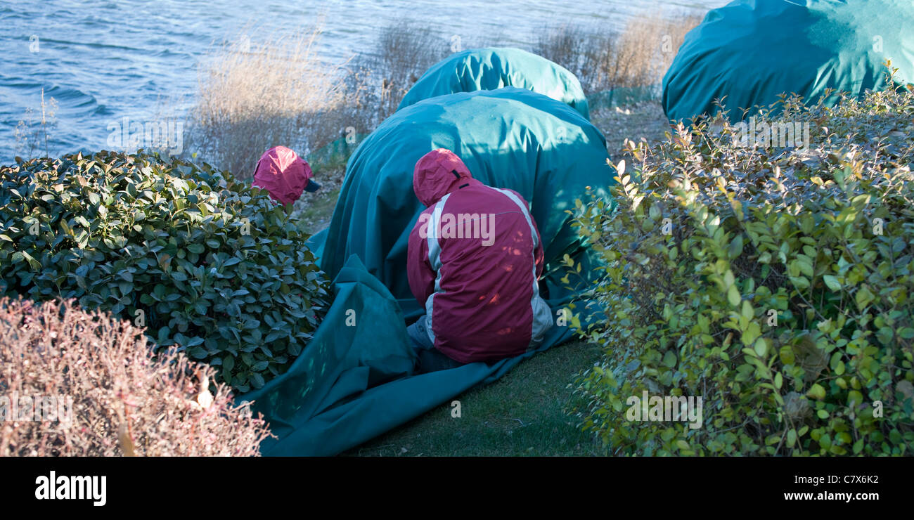 Bushes wrapped up for winter in Chaoyang park, Beijing Stock Photo - Alamy