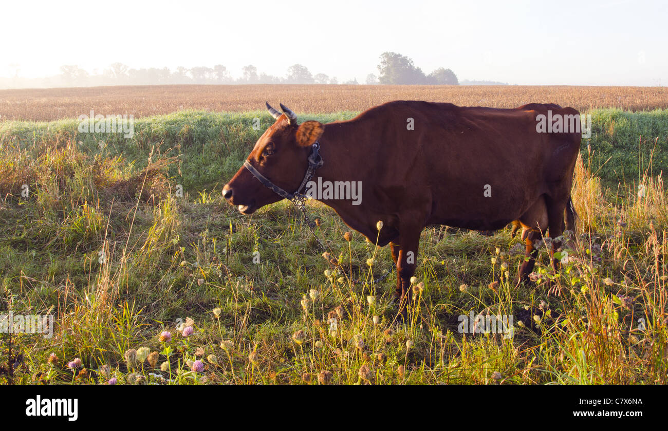 Moo cow hi-res stock photography and images - Alamy