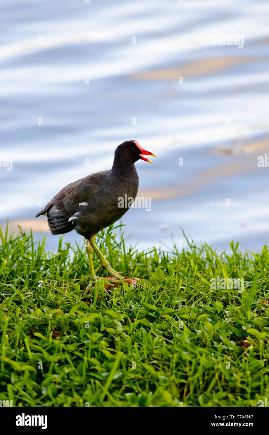 Black bird with red beak and feet hi-res stock photography and images ...