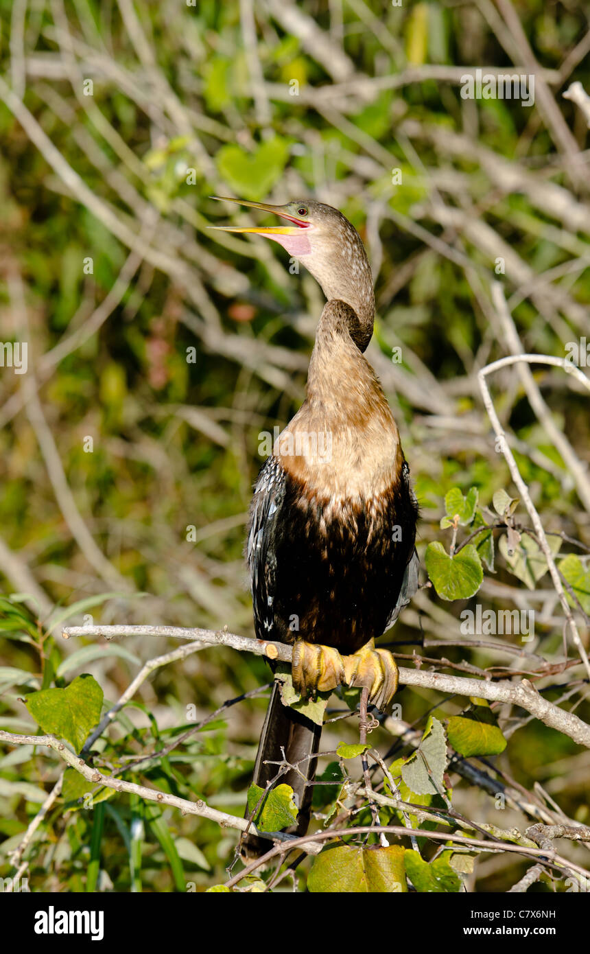 Female anhinga hi-res stock photography and images - Alamy