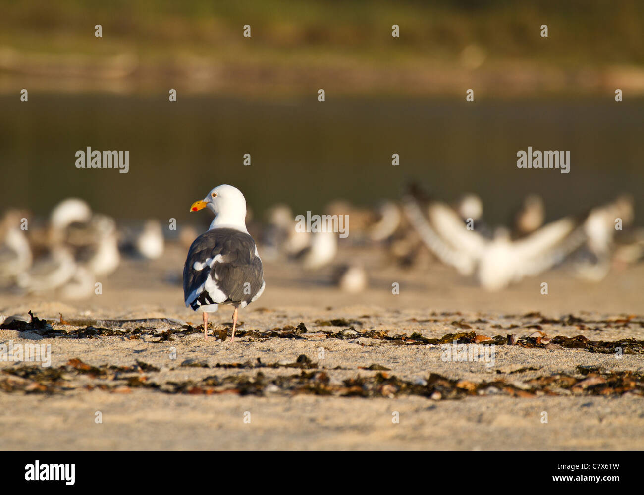 Tami sojka hi-res stock photography and images - Alamy