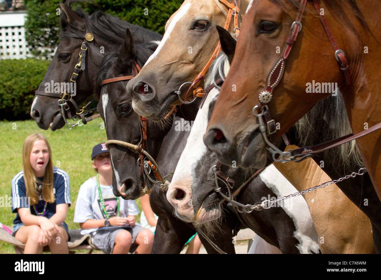 Horses marching in Labor Day parade in Marlborough Massachusetts Stock ...