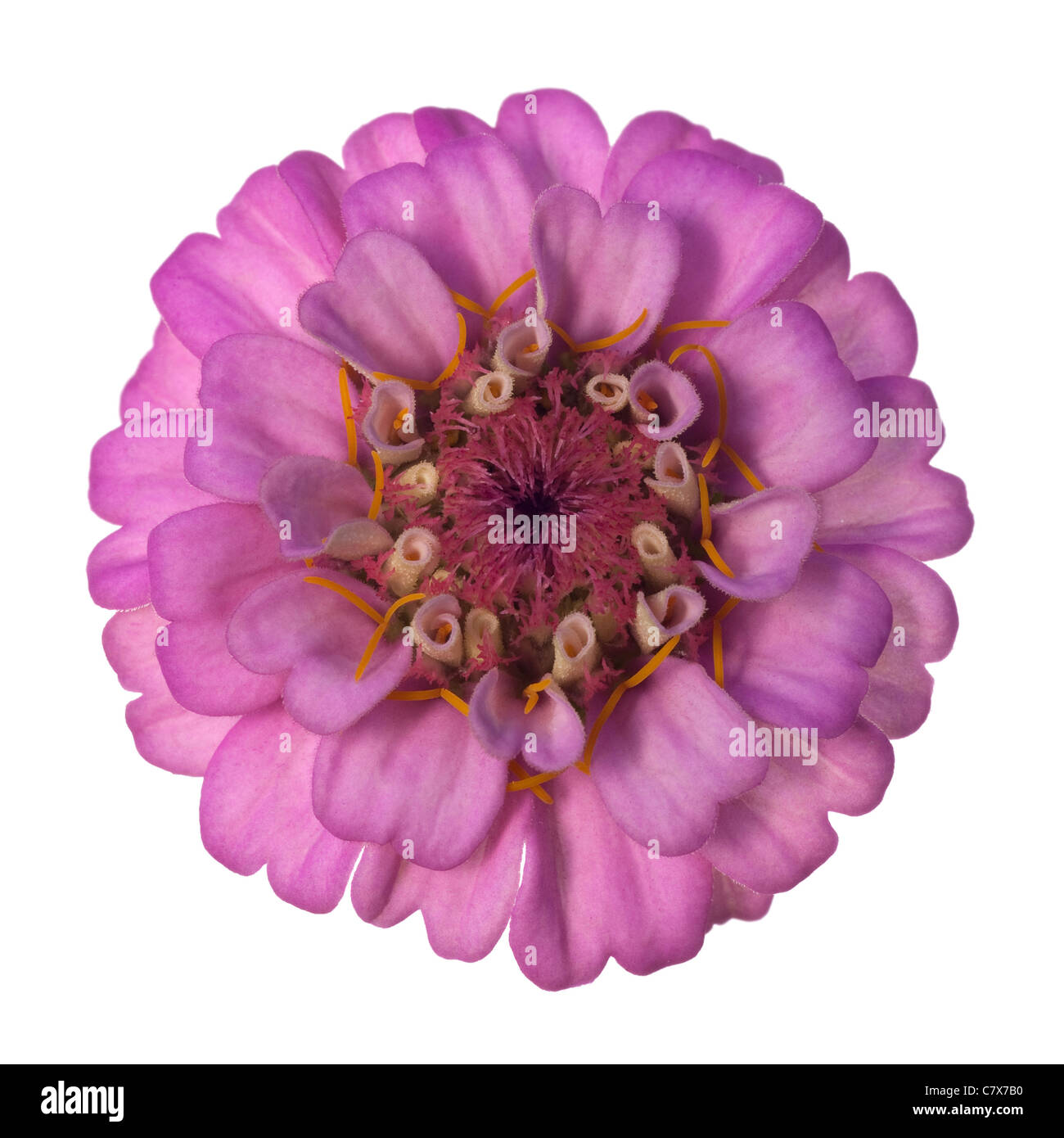 pink daisy cut out over white background Stock Photo - Alamy