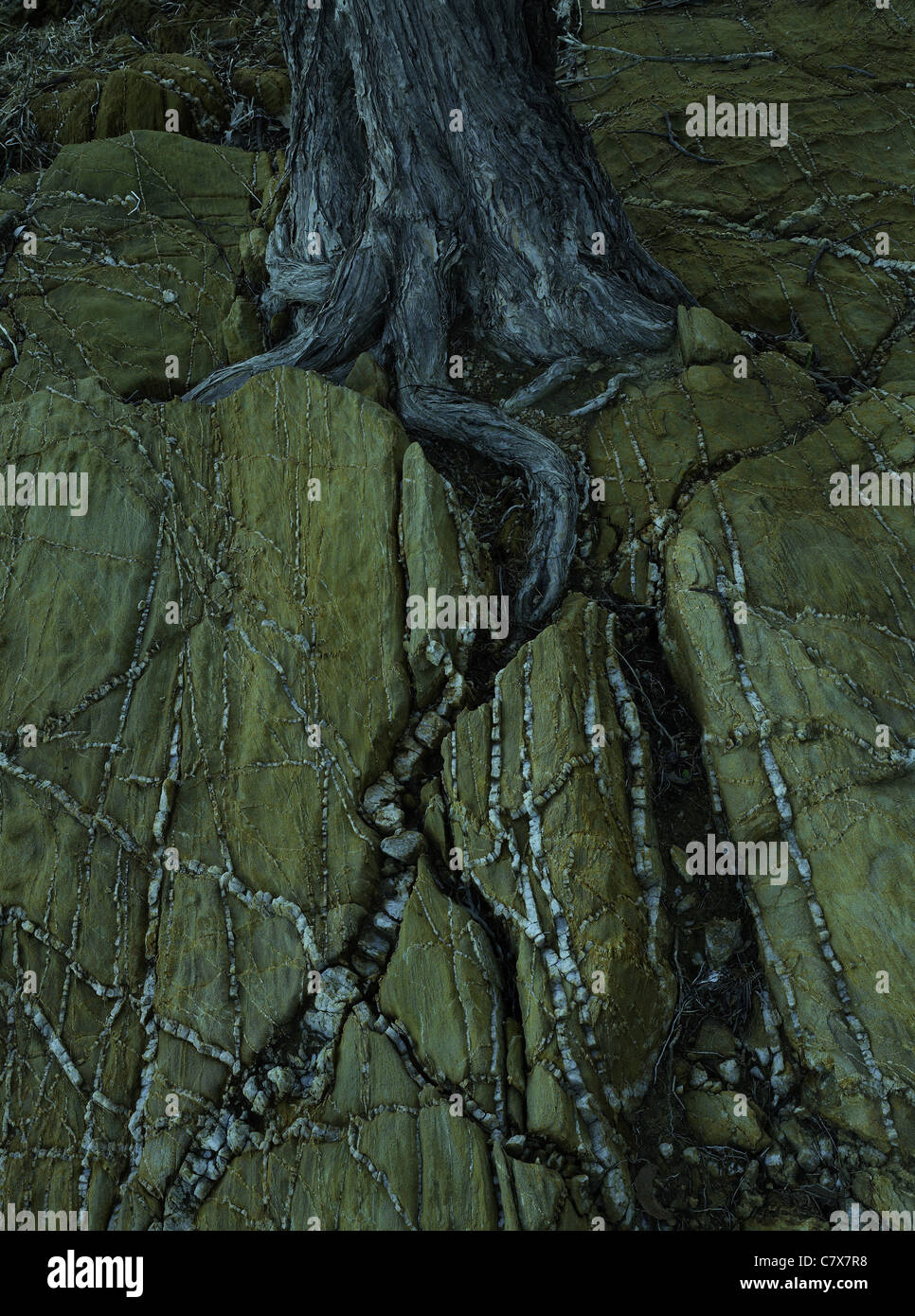 Roots growing into rock hi-res stock photography and images - Alamy