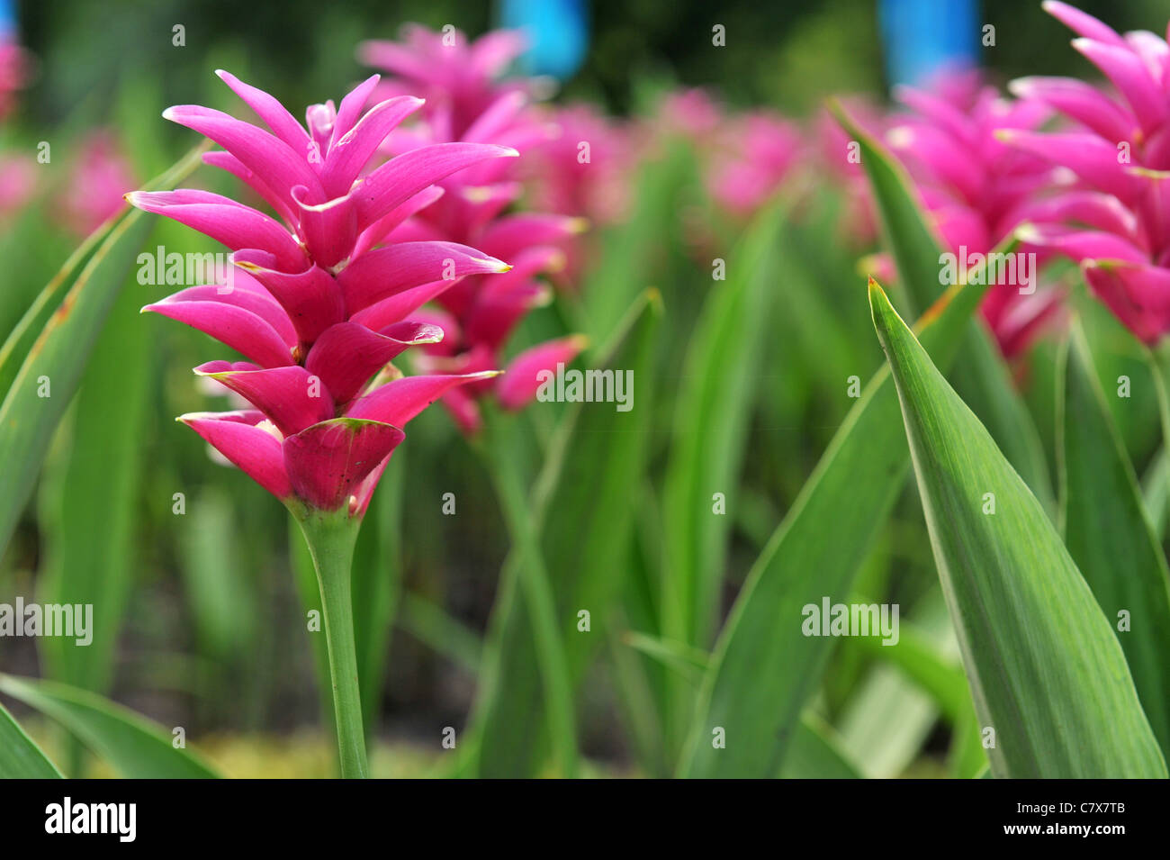 flower garden - close-up Stock Photo - Alamy