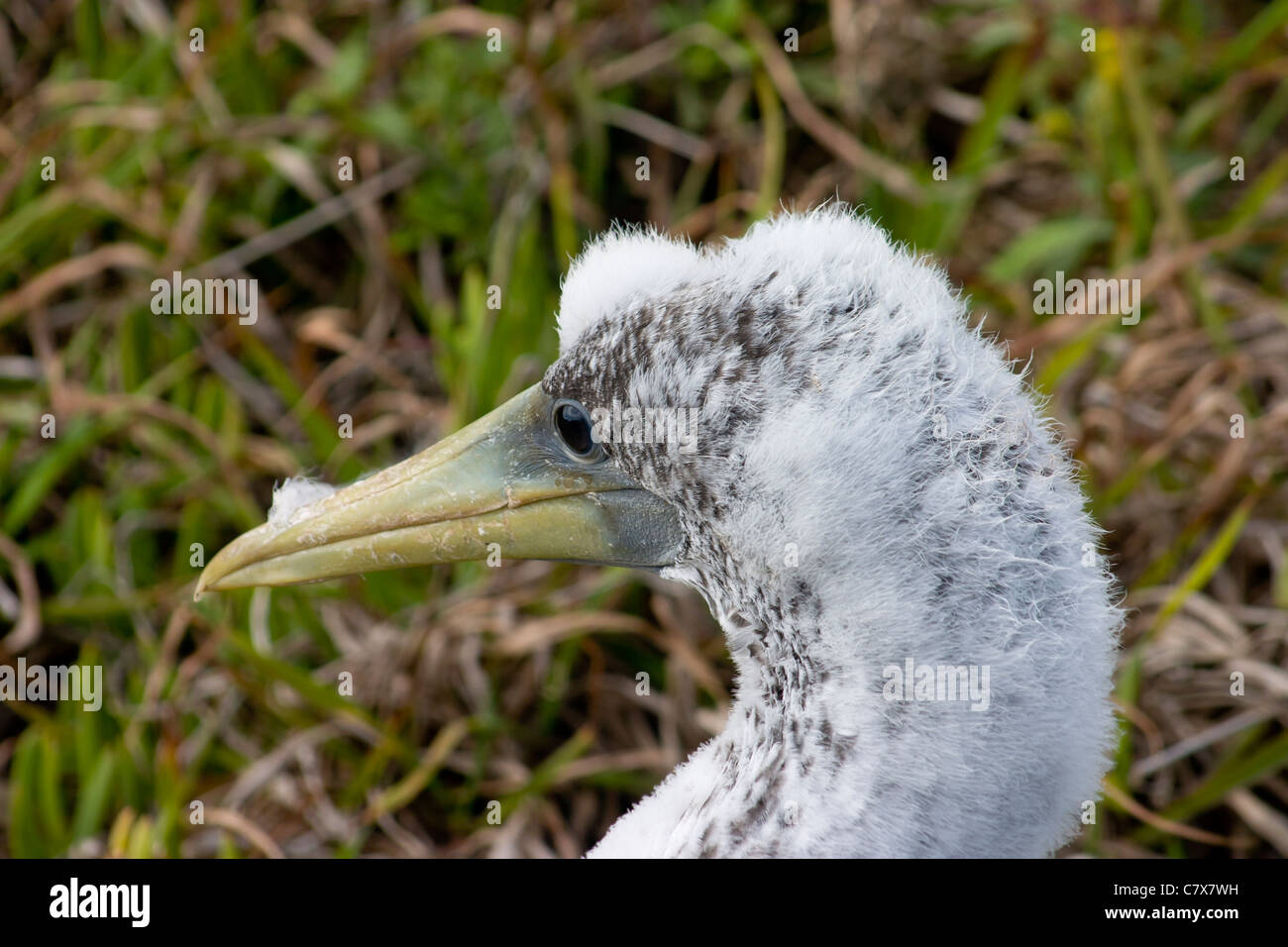 Portrait of masked booby chick at Philip Island off Norfolk Island ...