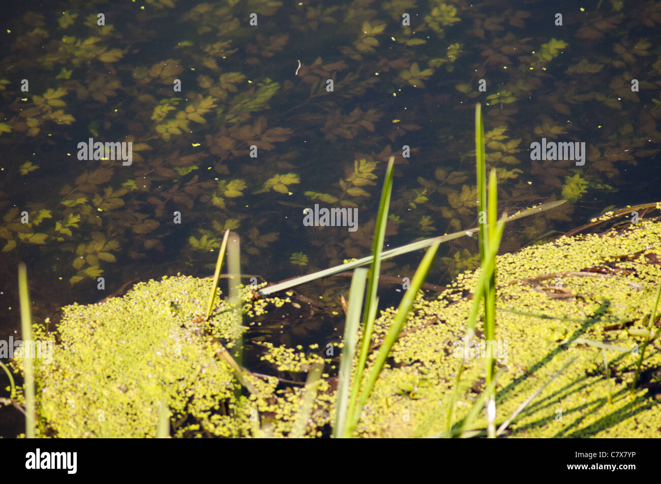 Water weed hi-res stock photography and images - Alamy