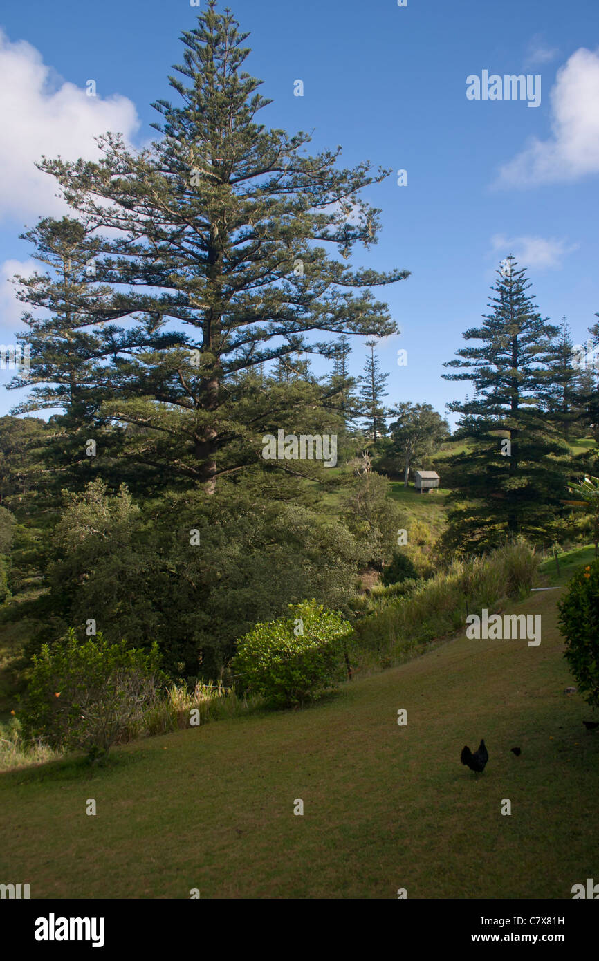 Endemic norfolk island pines hi-res stock photography and images - Alamy