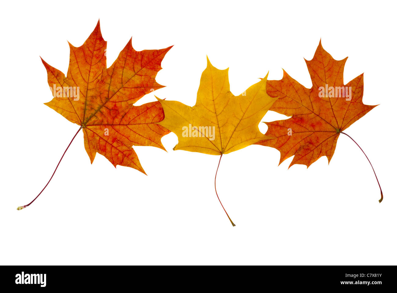 Three maple leaves isolated on white Stock Photo - Alamy