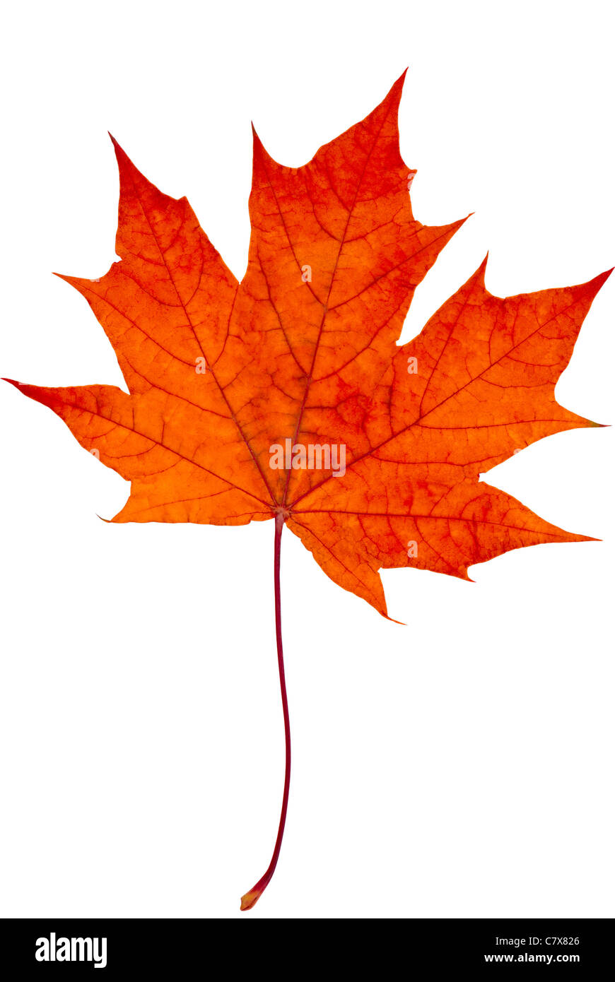 Single red maple leaf isolated on white Stock Photo - Alamy