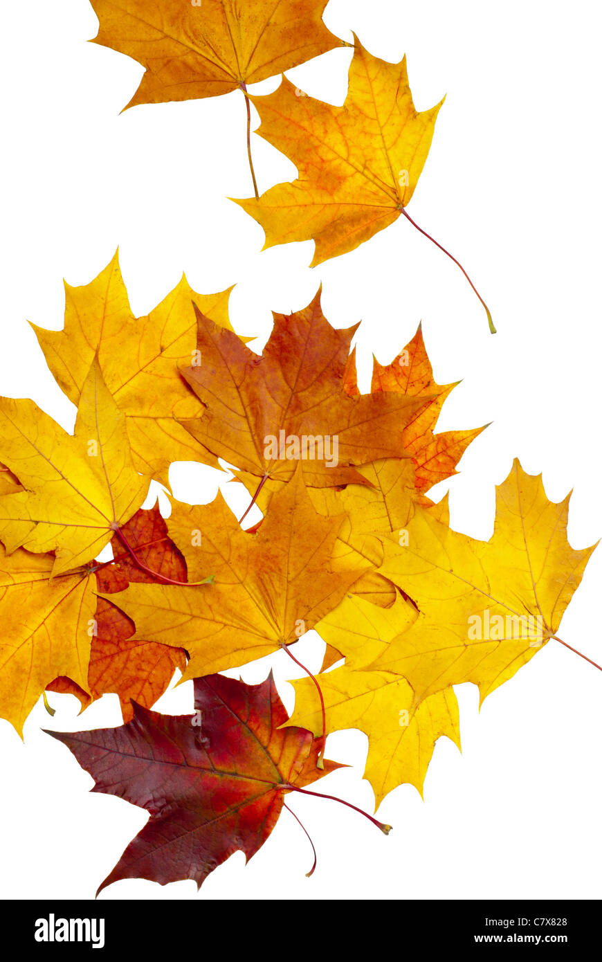 White maple leaves