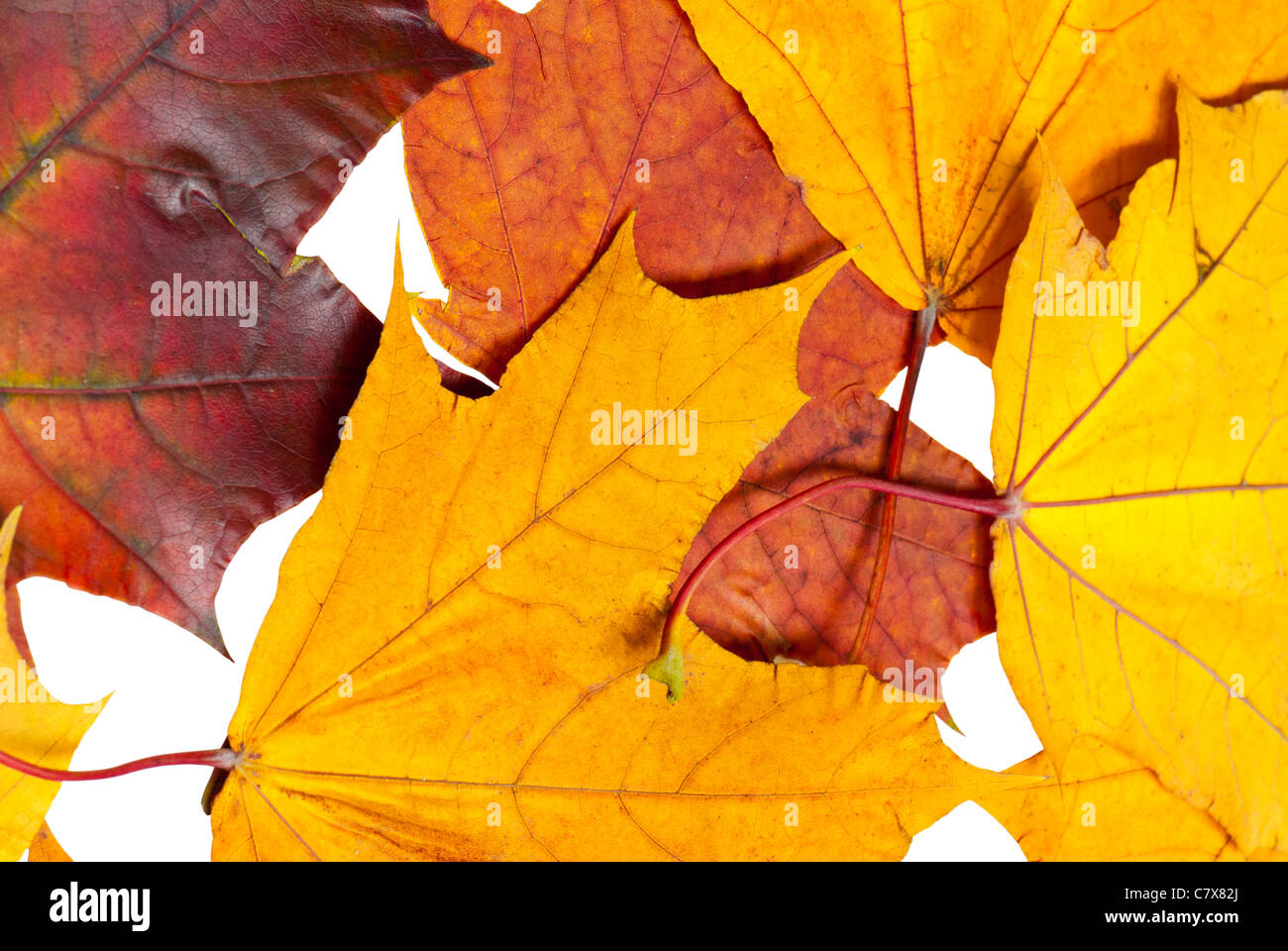 Maple leaves isolated on white Stock Photo - Alamy