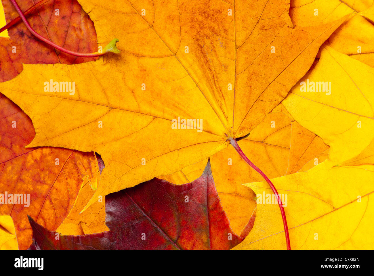 The colorful maple leaves Stock Photo - Alamy
