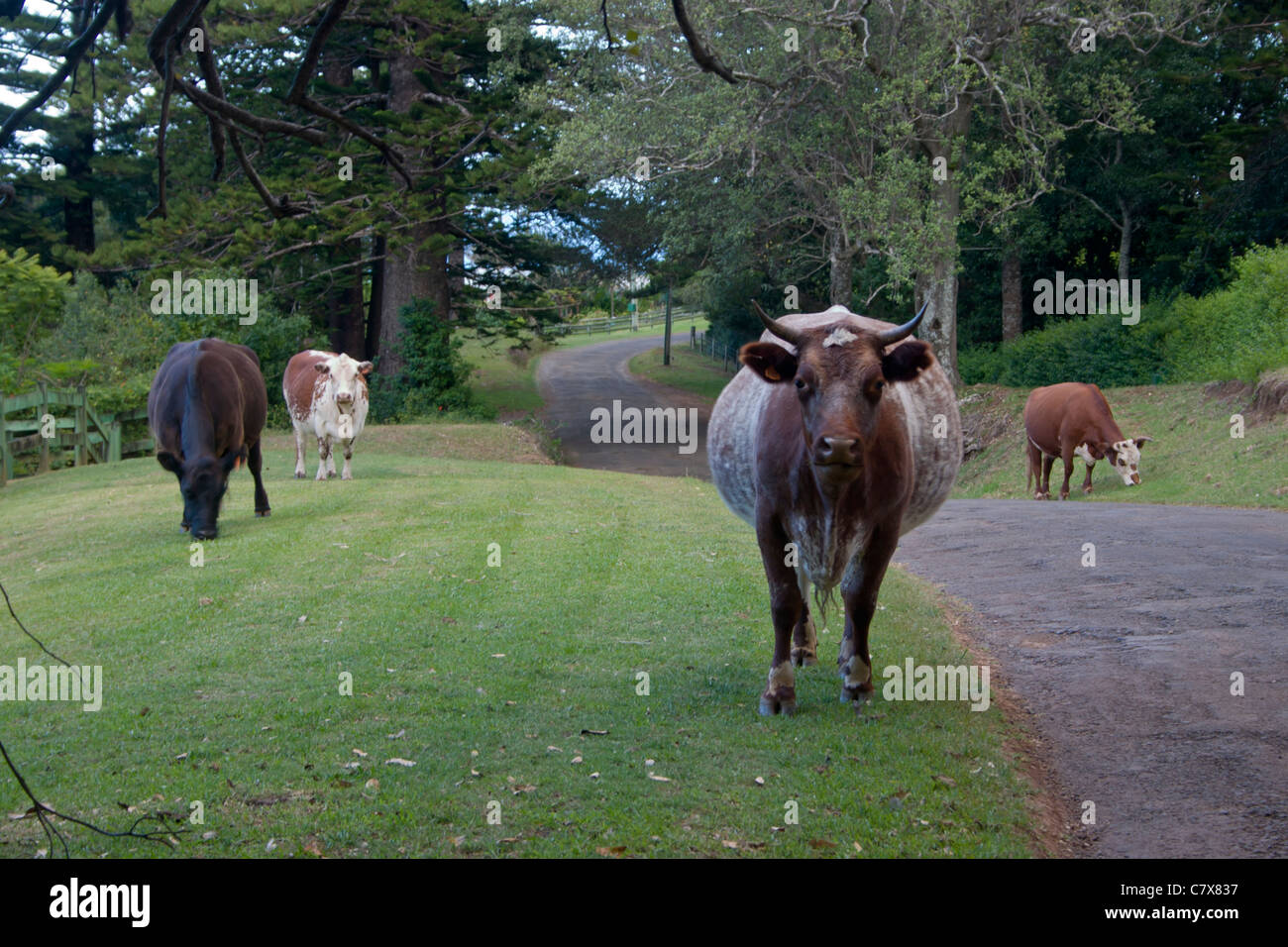 Norfolk Island cows have right of way on the road Stock Photo - Alamy