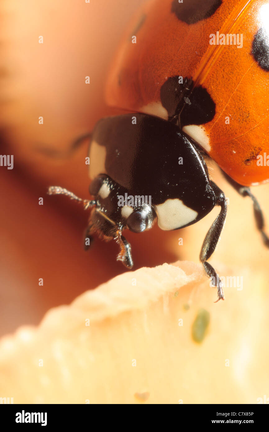 Seven Spot Ladybird (Coccinella 7-punctata Stock Photo - Alamy