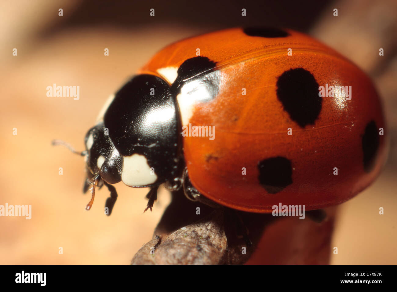 Seven Spot Ladybird (Coccinella 7-punctata Stock Photo - Alamy