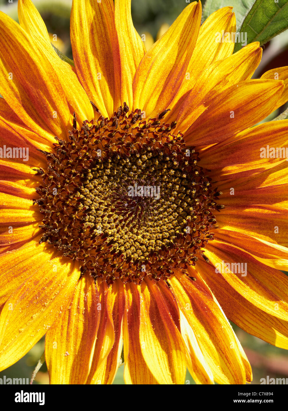 Flower detail contrast hi-res stock photography and images - Alamy