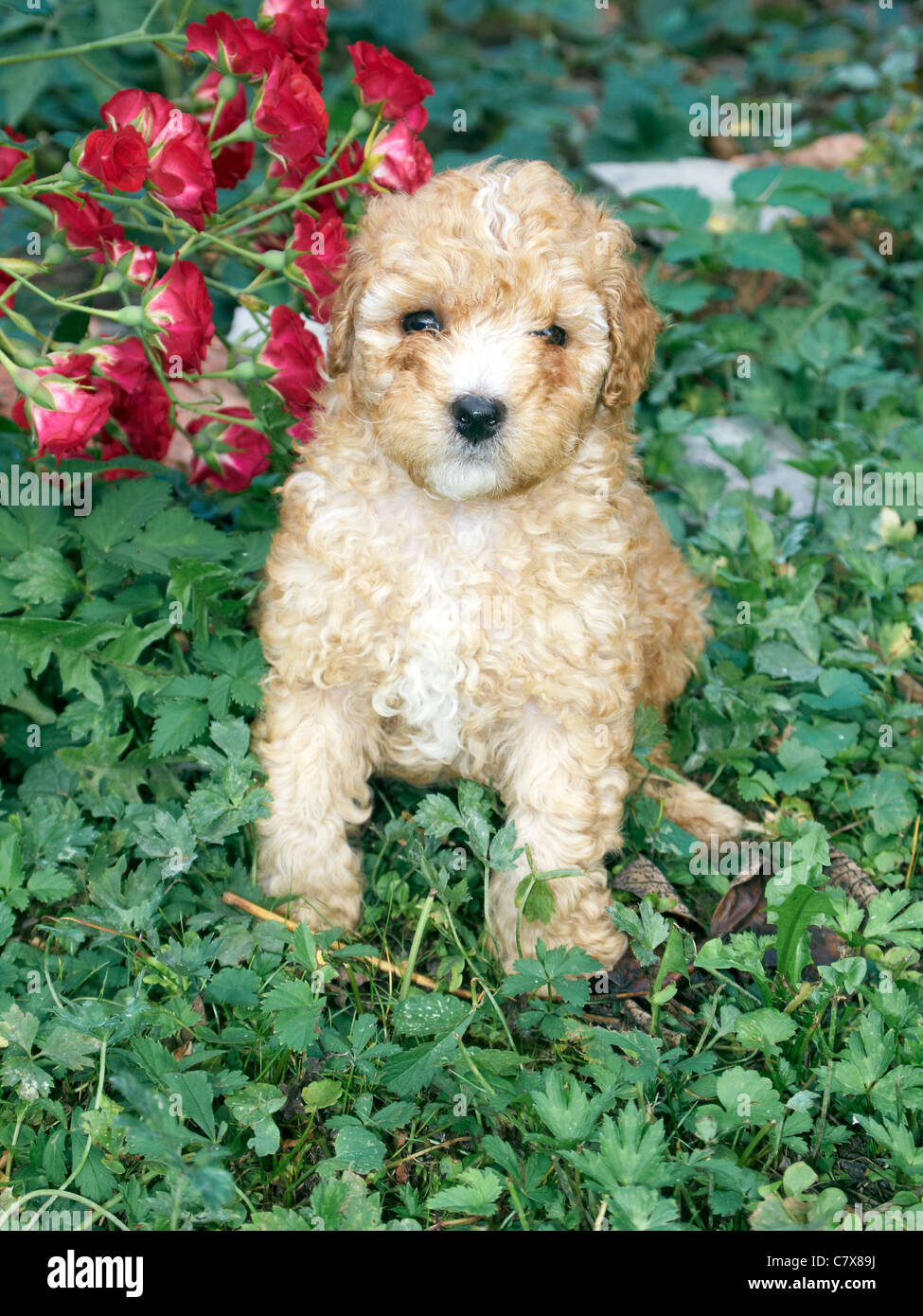 Mini poodle puppet - six weeks old Stock Photo - Alamy