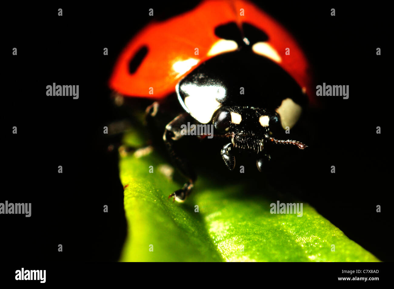 Seven Spot Ladybird (Coccinella 7-punctata Stock Photo - Alamy