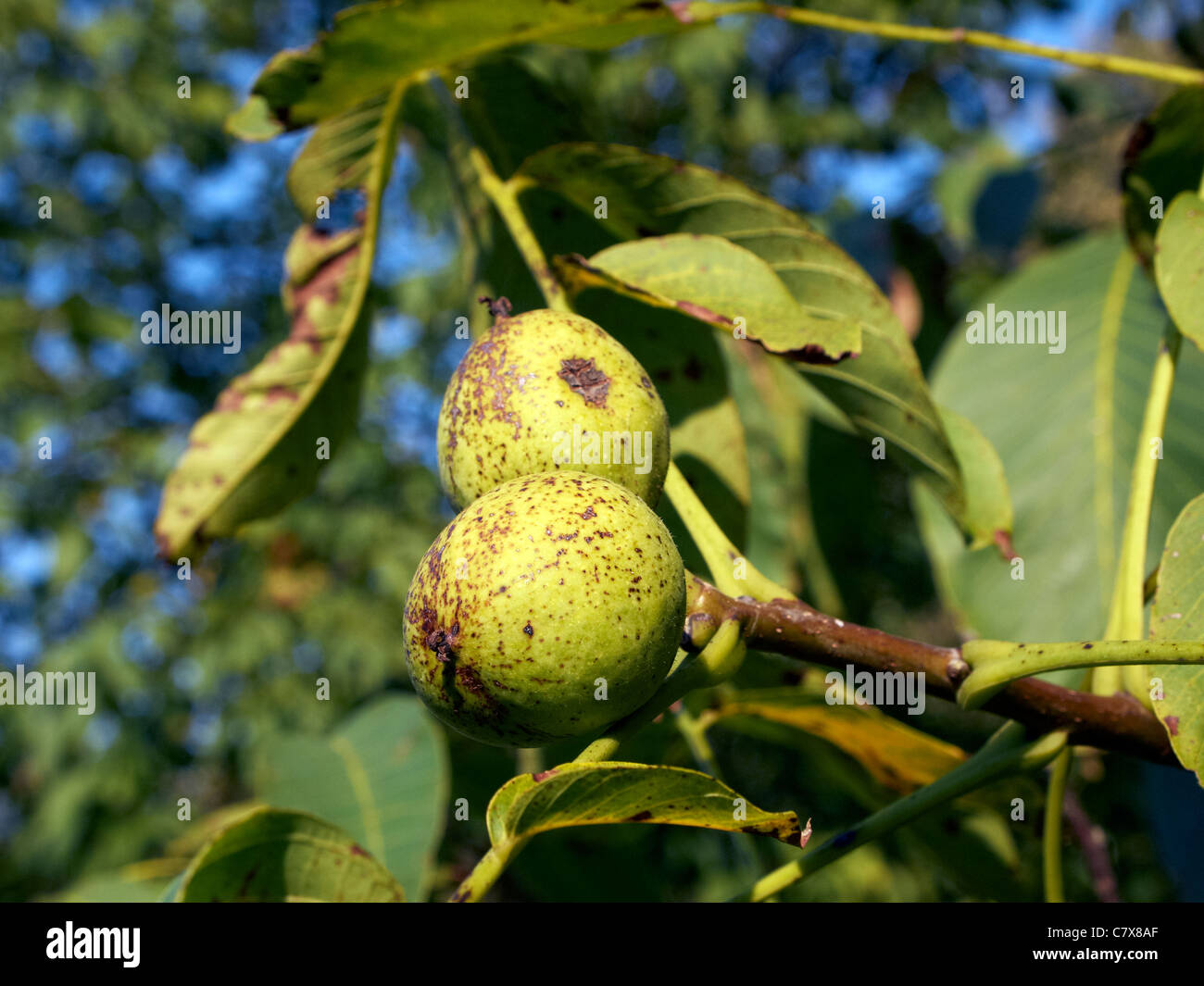 Walnut on the tree Stock Photo - Alamy