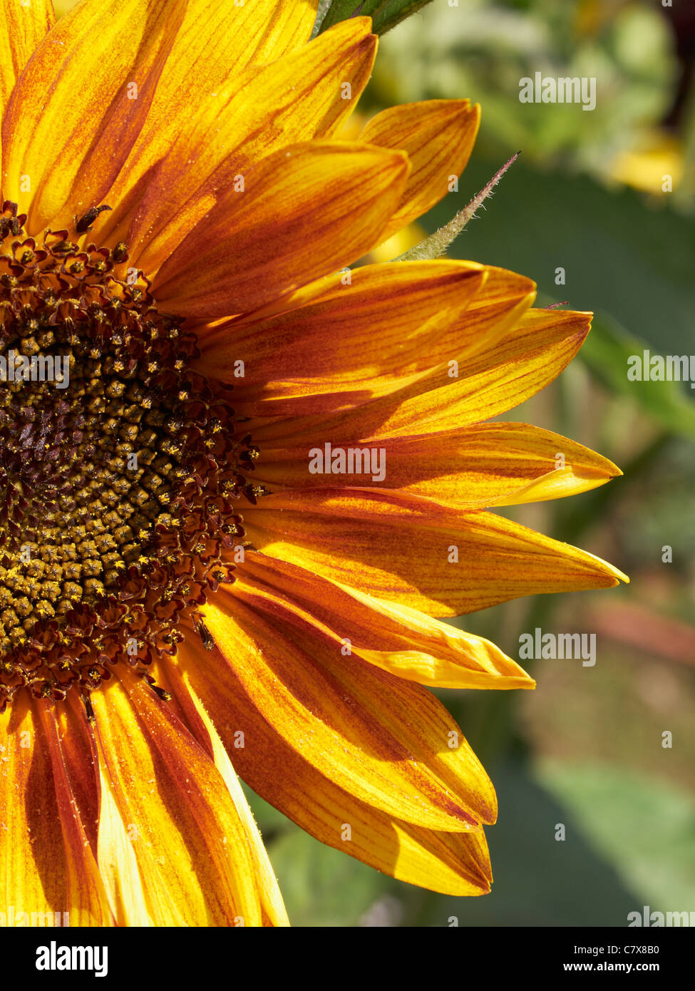 Sunflower half flower hi-res stock photography and images - Alamy