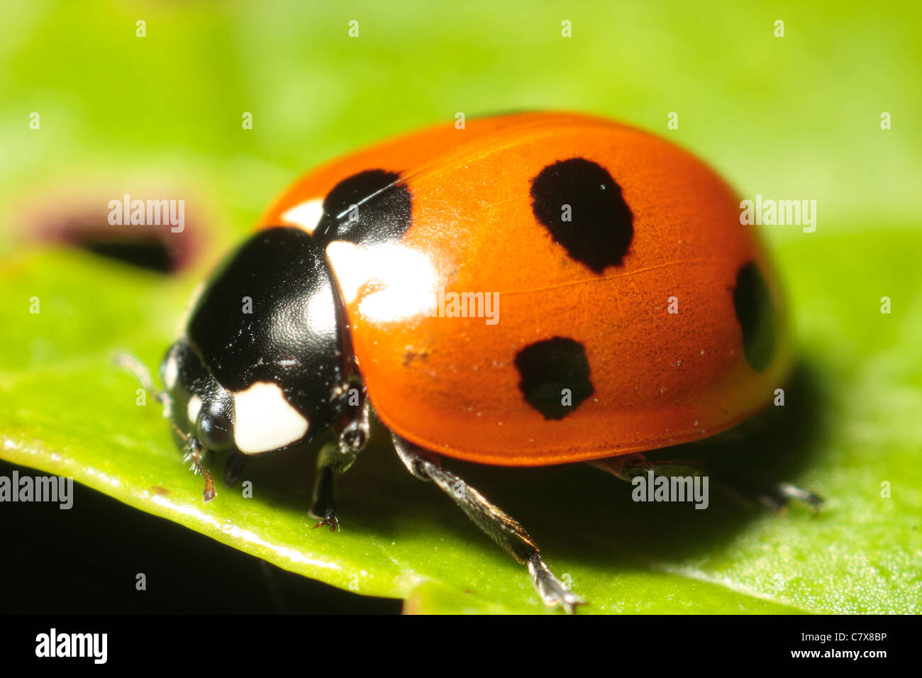 Seven Spot Ladybird (Coccinella 7-punctata Stock Photo - Alamy