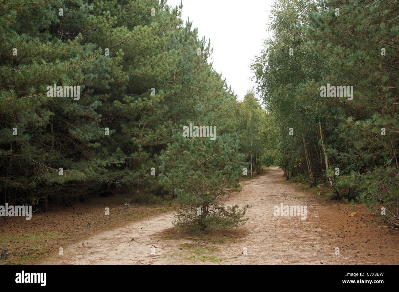 Rendlesham forest incident hi-res stock photography and images - Alamy