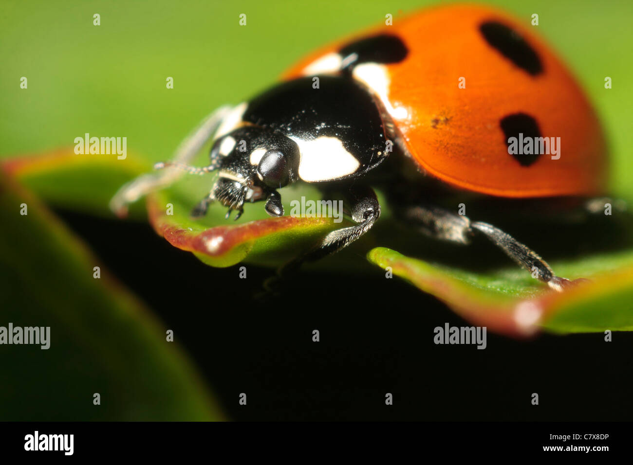 Seven Spot Ladybird (Coccinella 7-punctata Stock Photo - Alamy