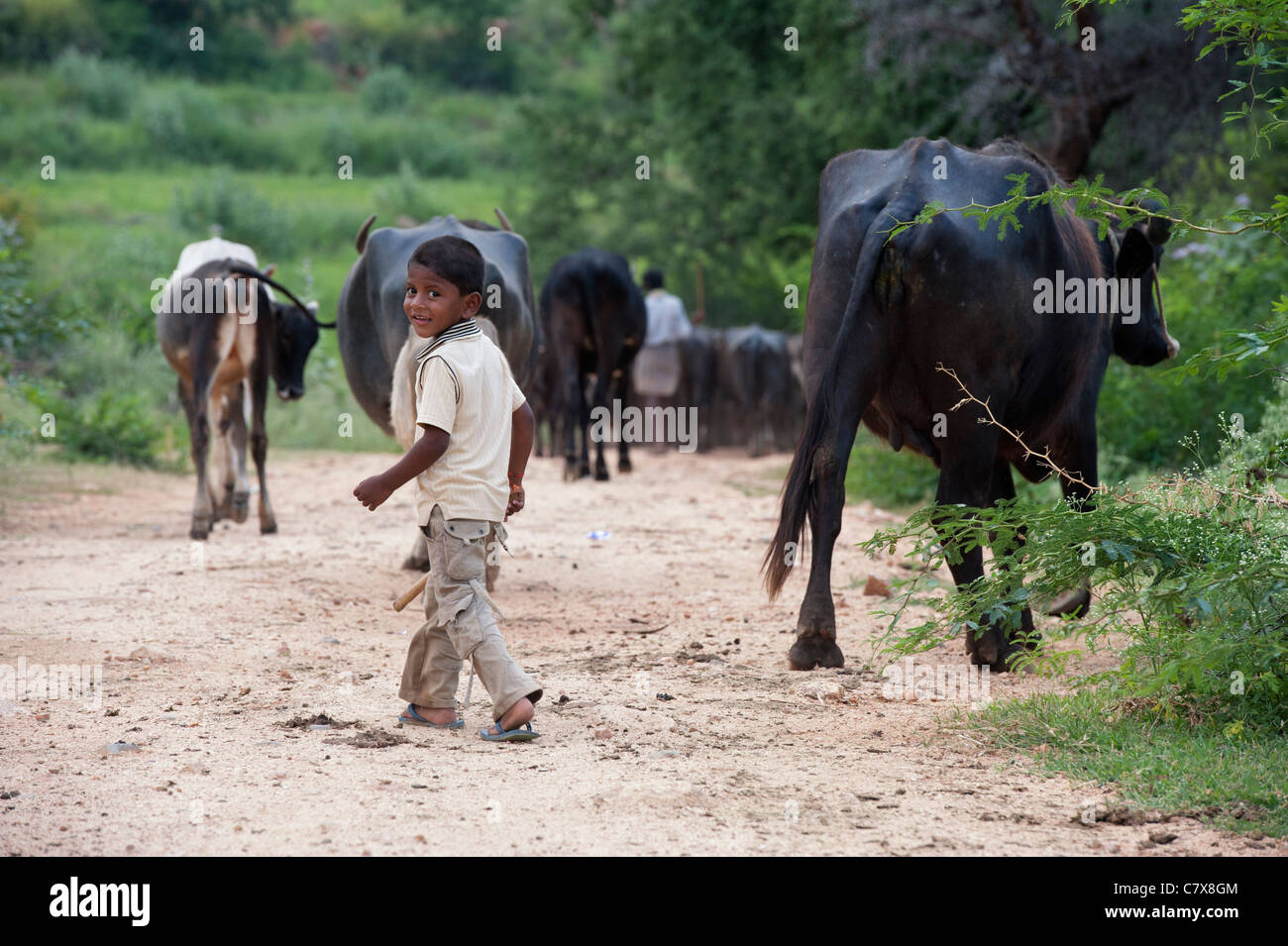 Young rural Indian boy herding water buffalo and cows in the indian countryside. Selective focus ...