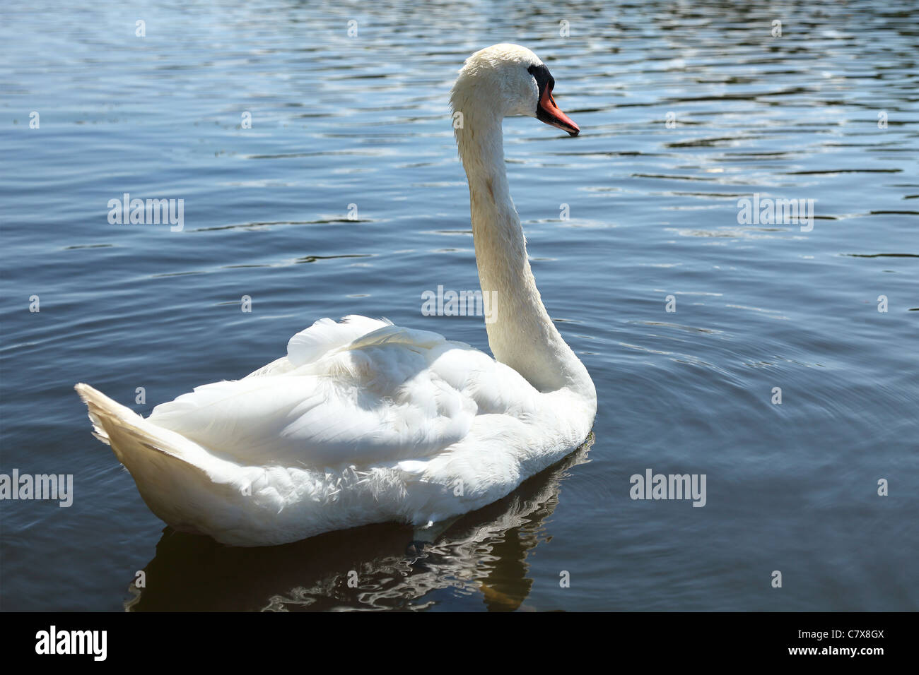 Swan loyalty hi-res stock photography and images - Alamy