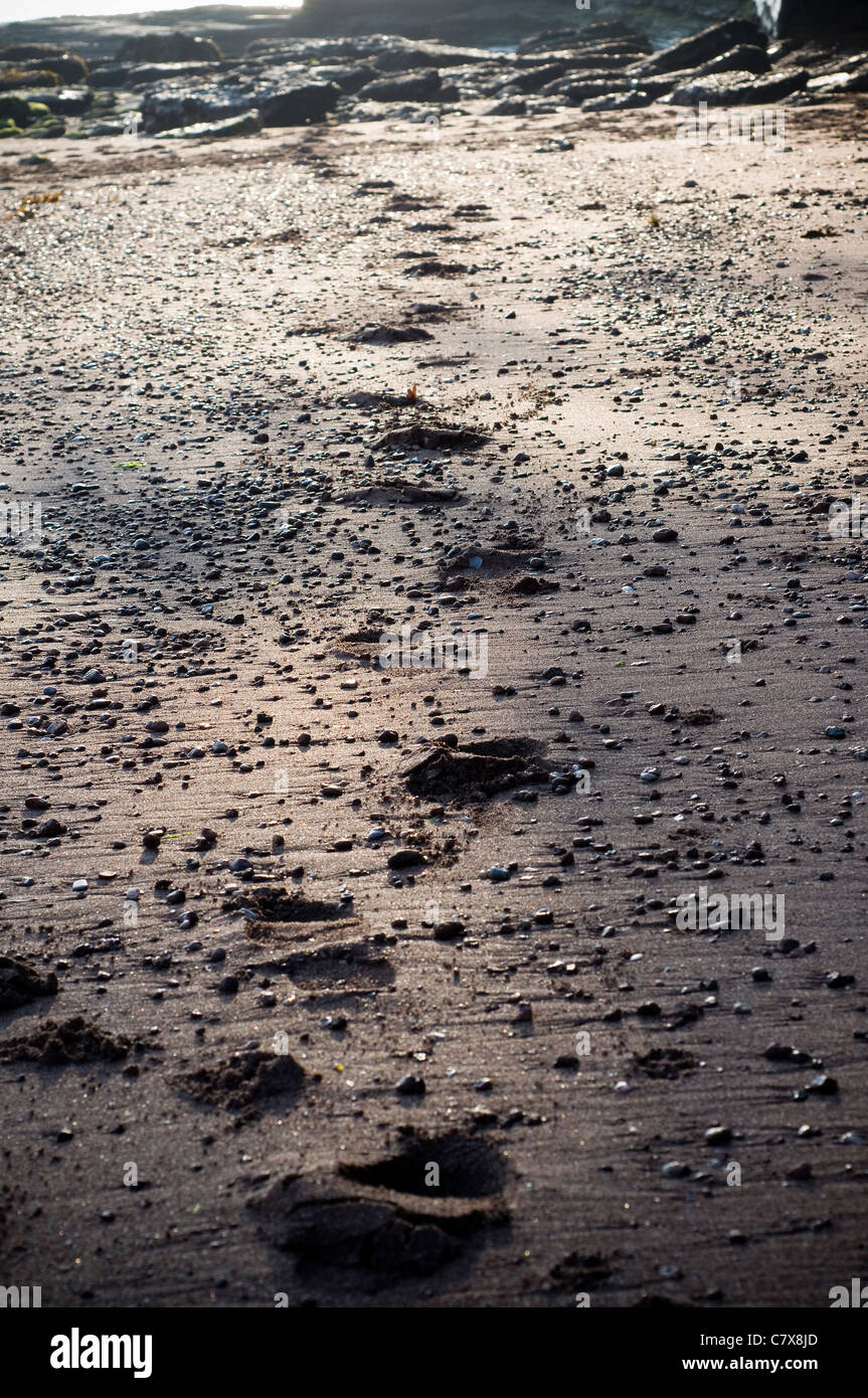 Footsteps on a Devon beach, coast, explore, footprints, footsteps,Neap ...