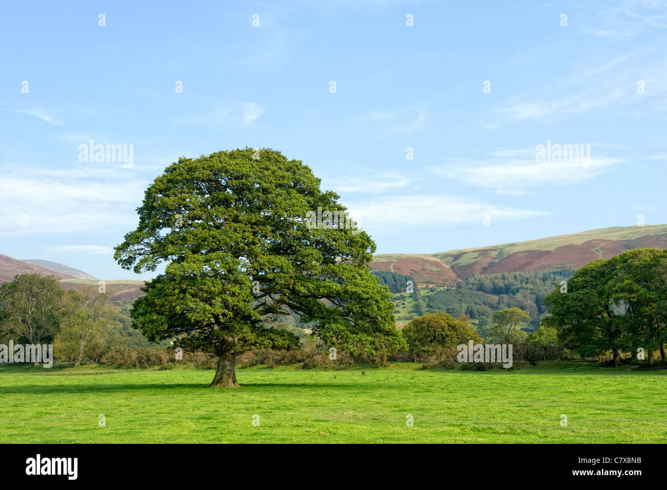 A tree in a field near Ullswater in the Lake District, Cumbria, England ...