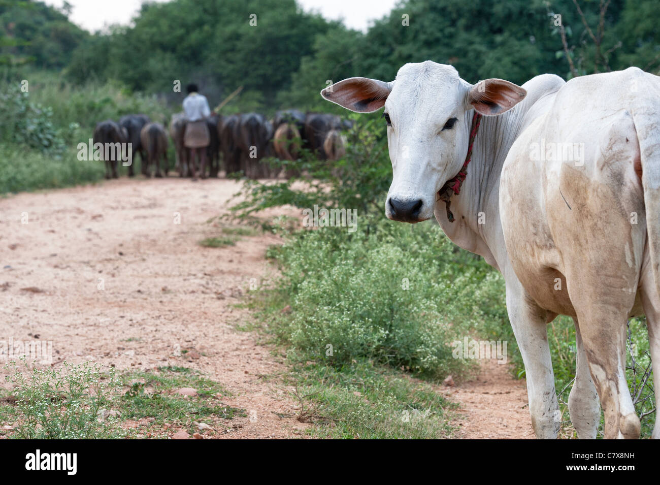 Young Indian Zebu in front of herded water buffalo in the indian ...