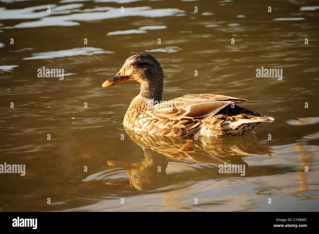 Seasonal duck hi-res stock photography and images - Alamy
