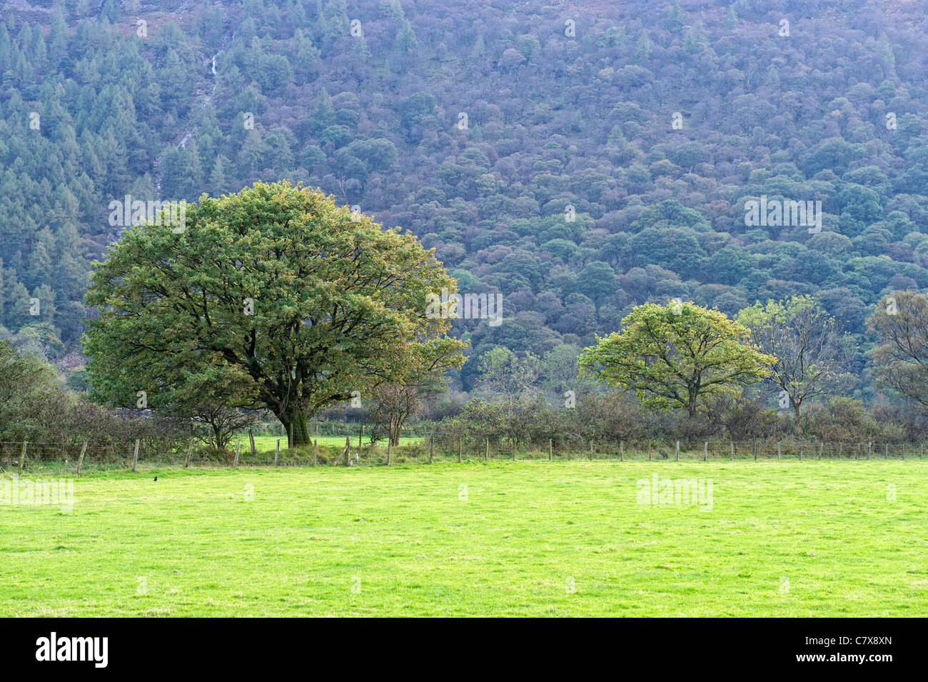 A tree in a field near near Buttermere in the Lake District, Cumbria ...