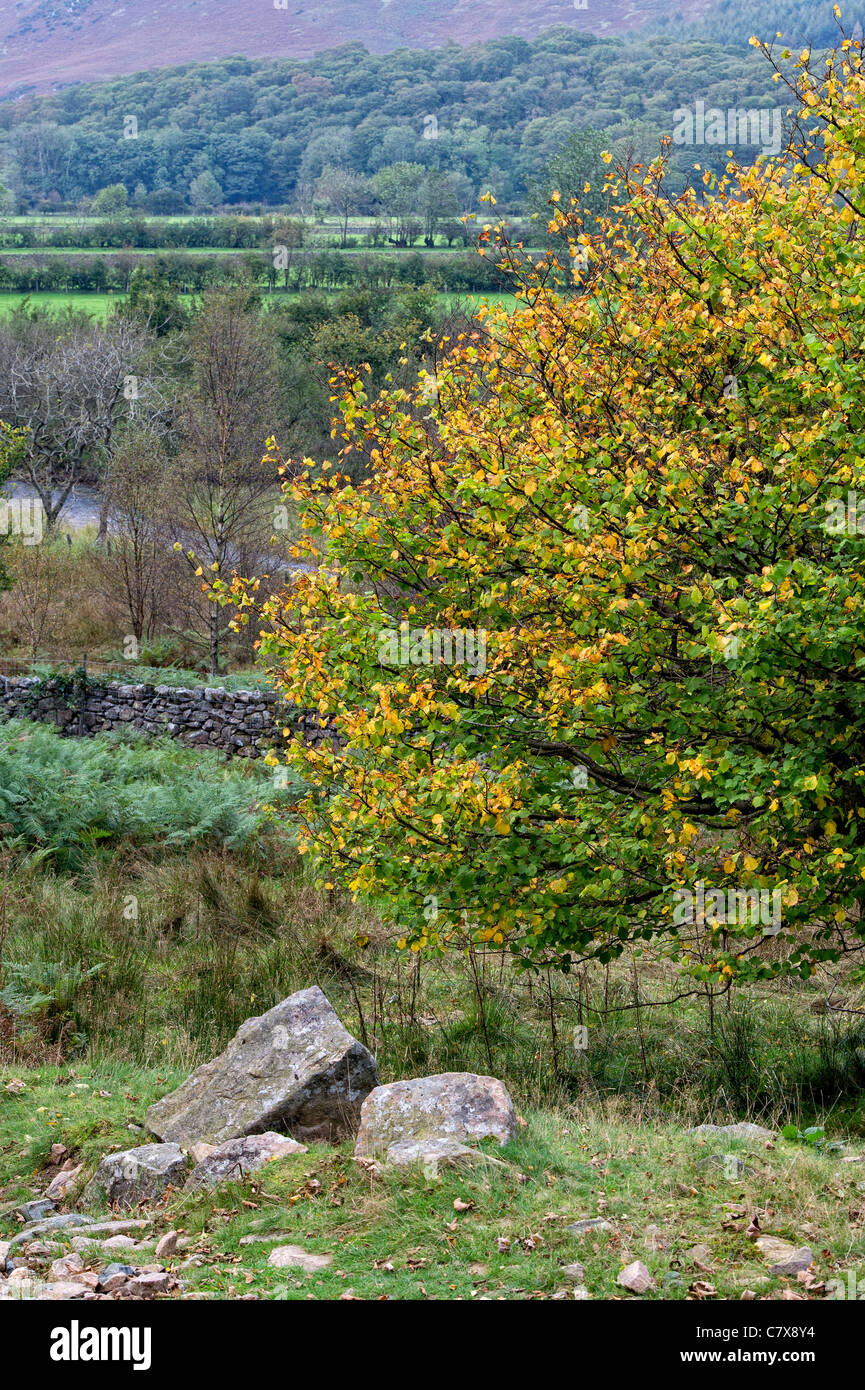 A tree on the hillside near Buttermere in the Lake District, Cumbria ...