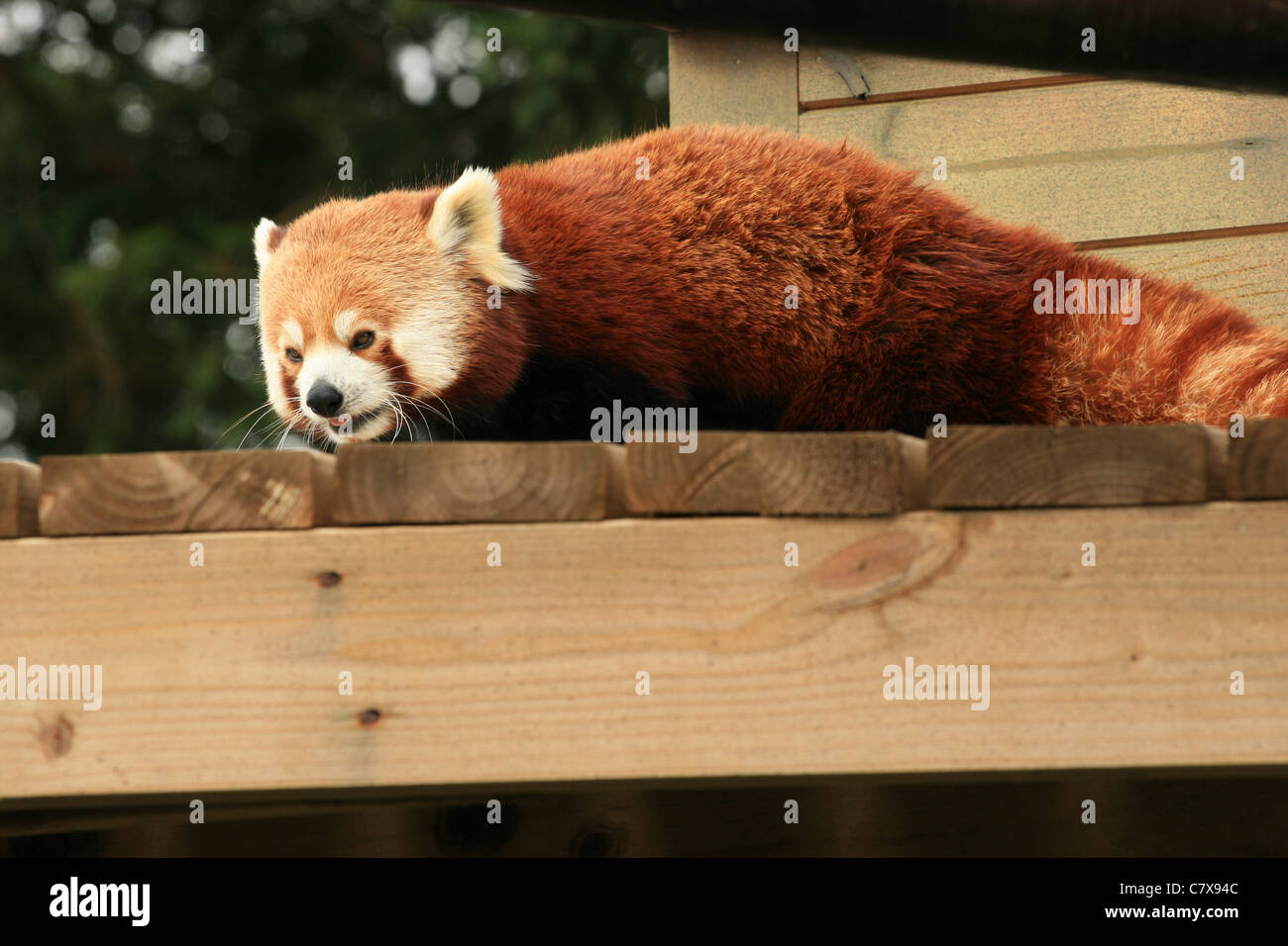 A red panda in it's zoo enclosure Stock Photo - Alamy