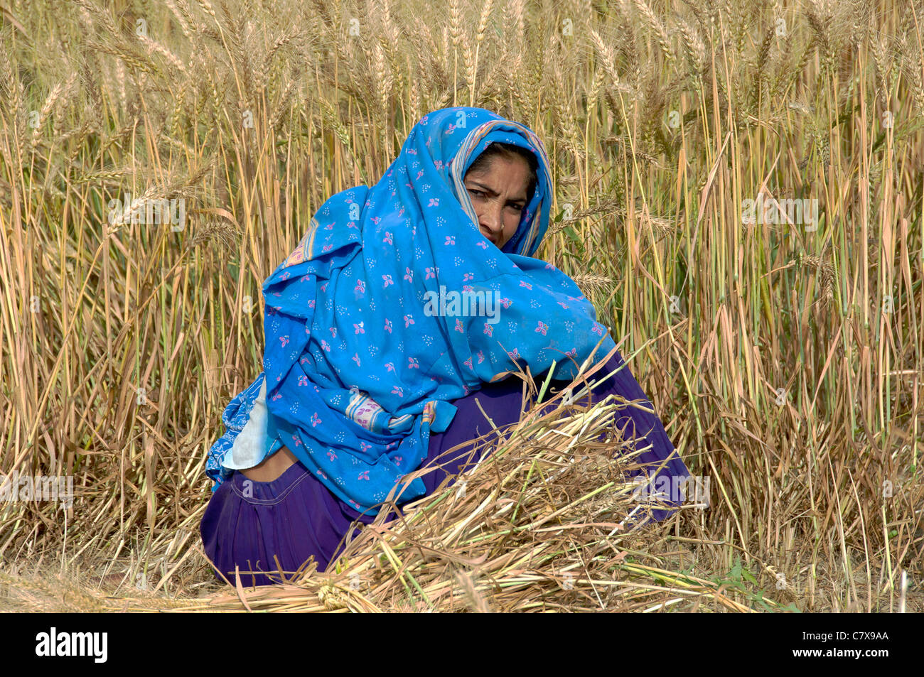 Female agriculture worker harvesting wheat Rajasthan India Stock Photo ...