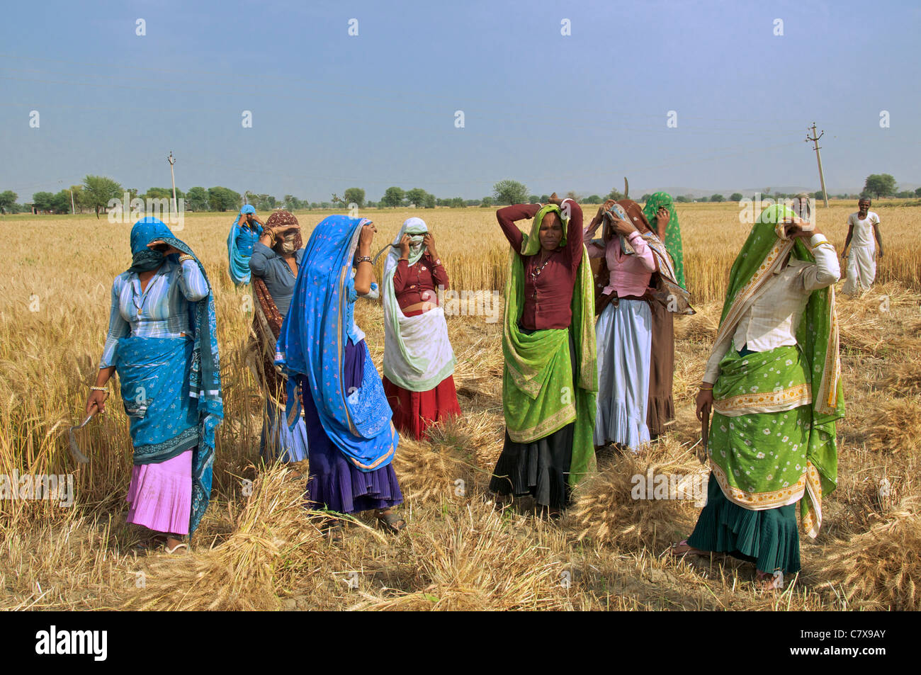 Rajasthan agriculture hi-res stock photography and images - Alamy