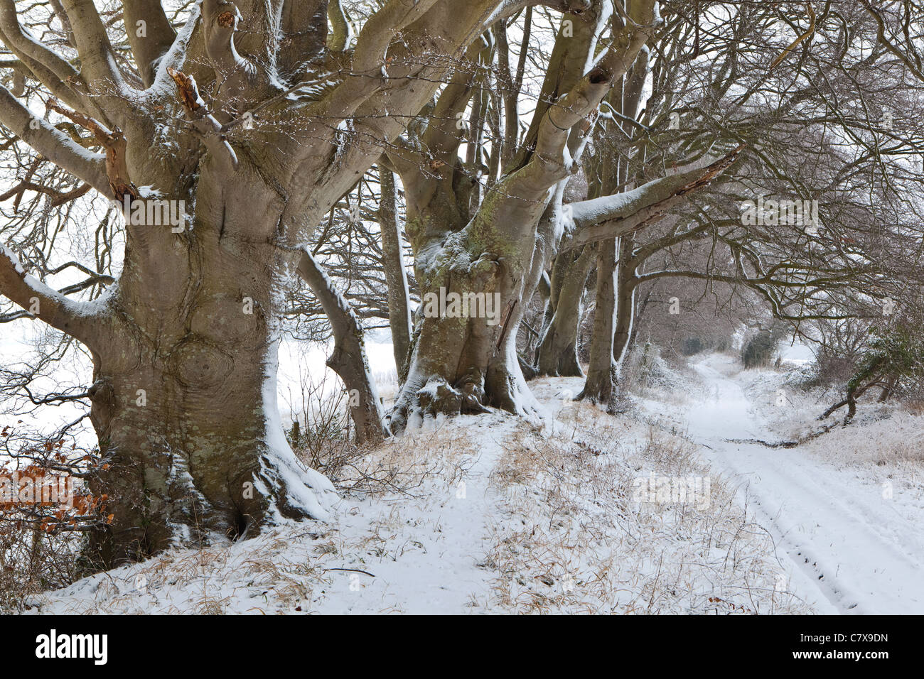 Beech tree winter walk hi-res stock photography and images - Alamy