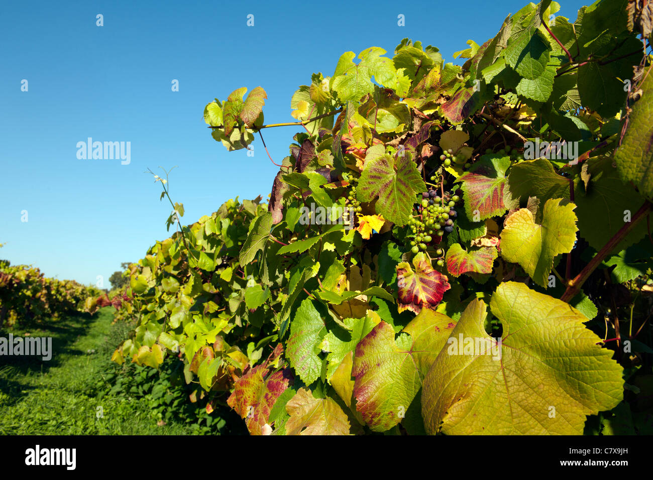 Wickham Vineyards, Wickham, Hampshire, England, UK; grapes growing in ...