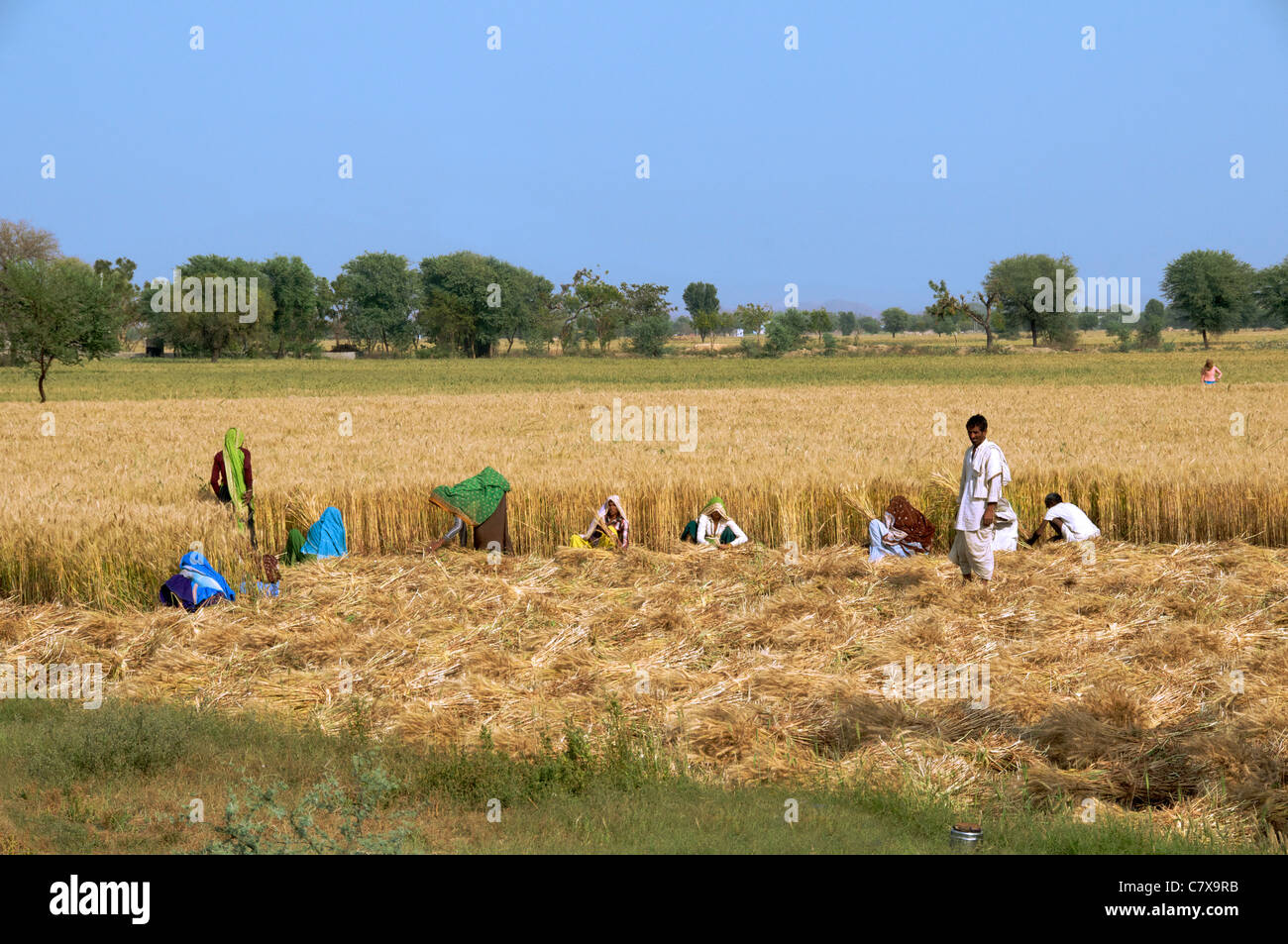 Harvesting crops in india hi-res stock photography and images - Alamy